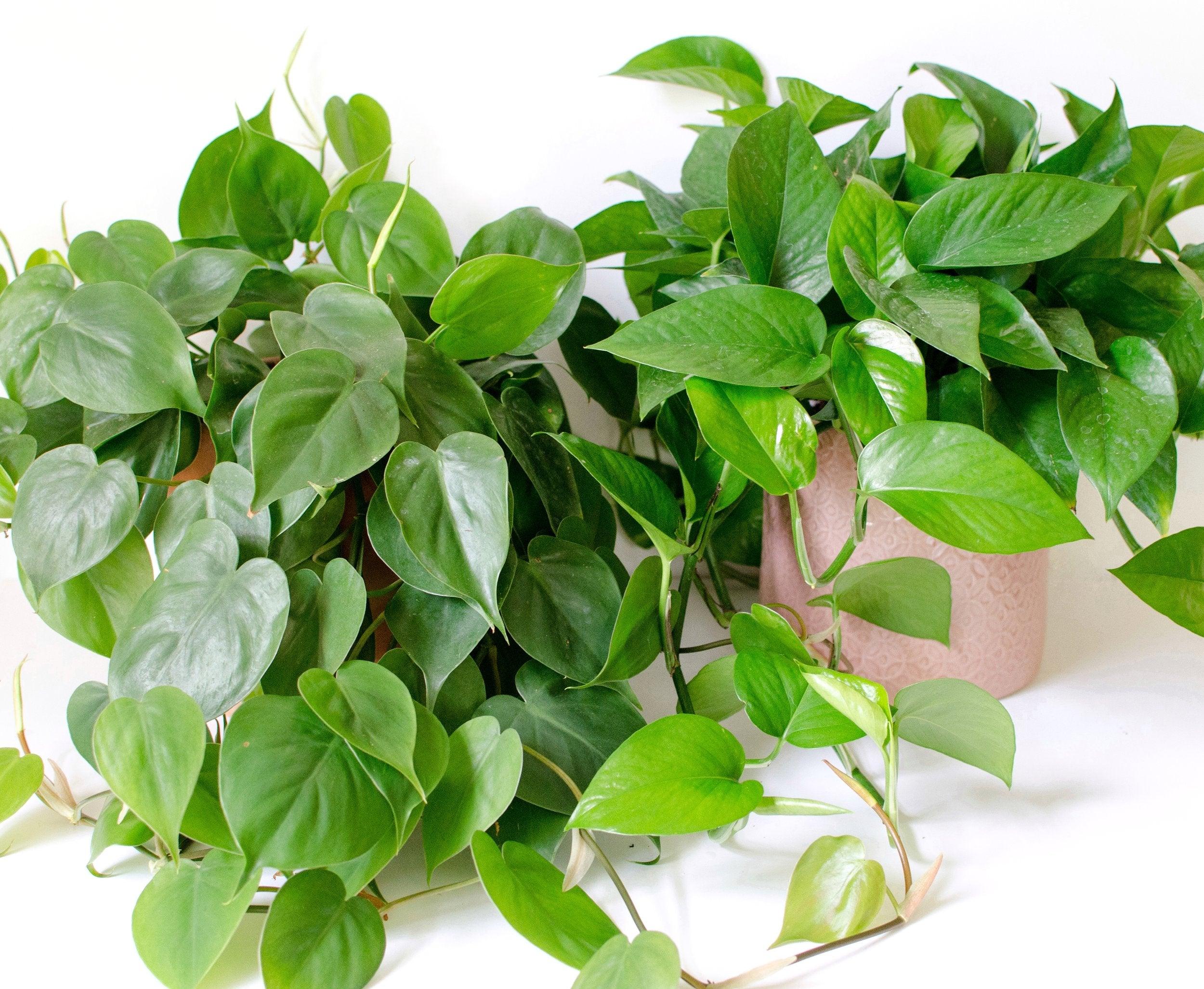 Pothos – Casey & Company