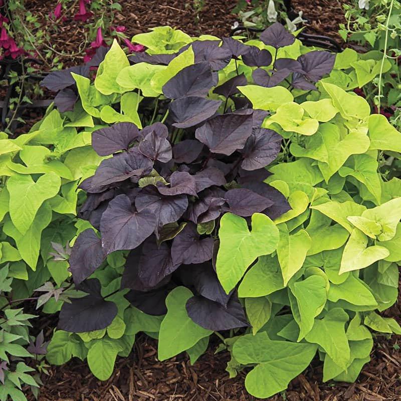 Casey's Plant of the Week – Casey & Company