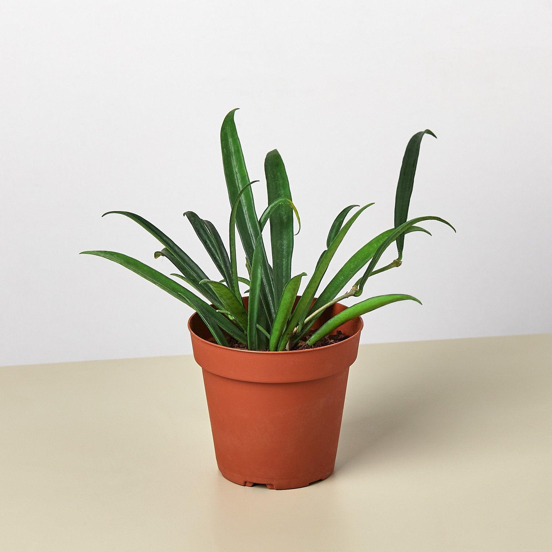 Hoya 'String Bean' - 4" Pot – Casey & Company