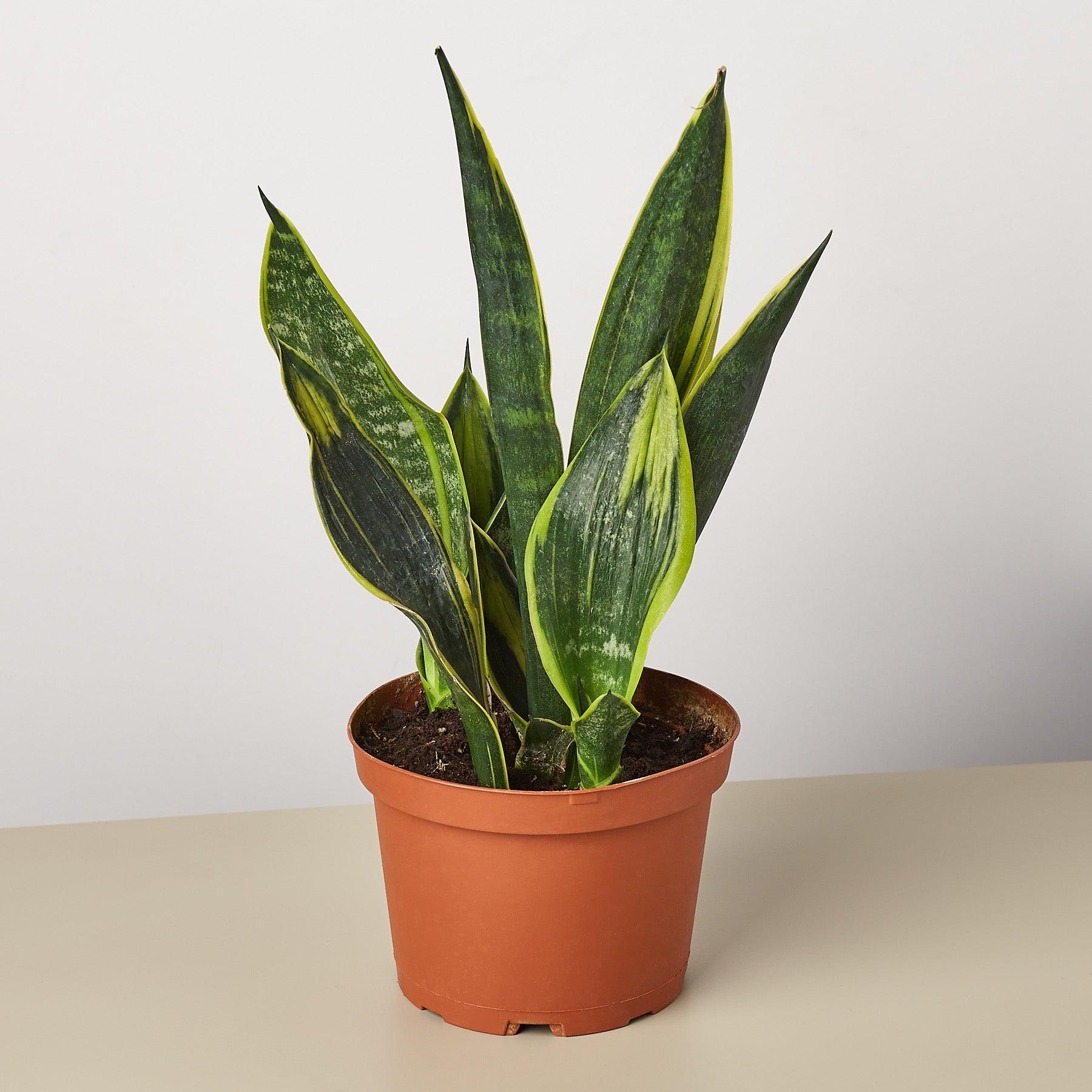 Snake Plant 'Gold Flame' – Casey & Company