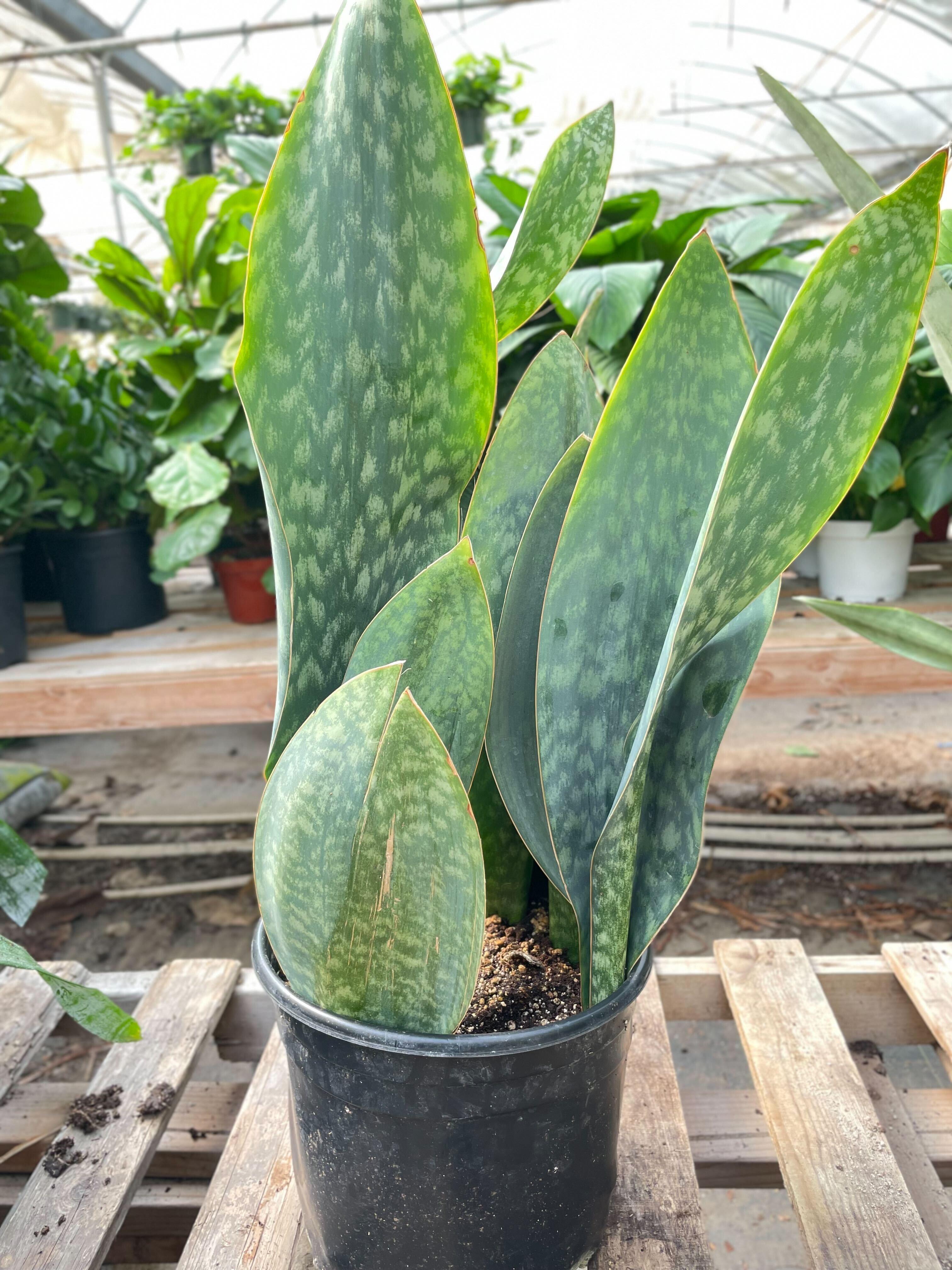 Snake Plant 'Mason Congo' - 10" Pot – Casey & Company