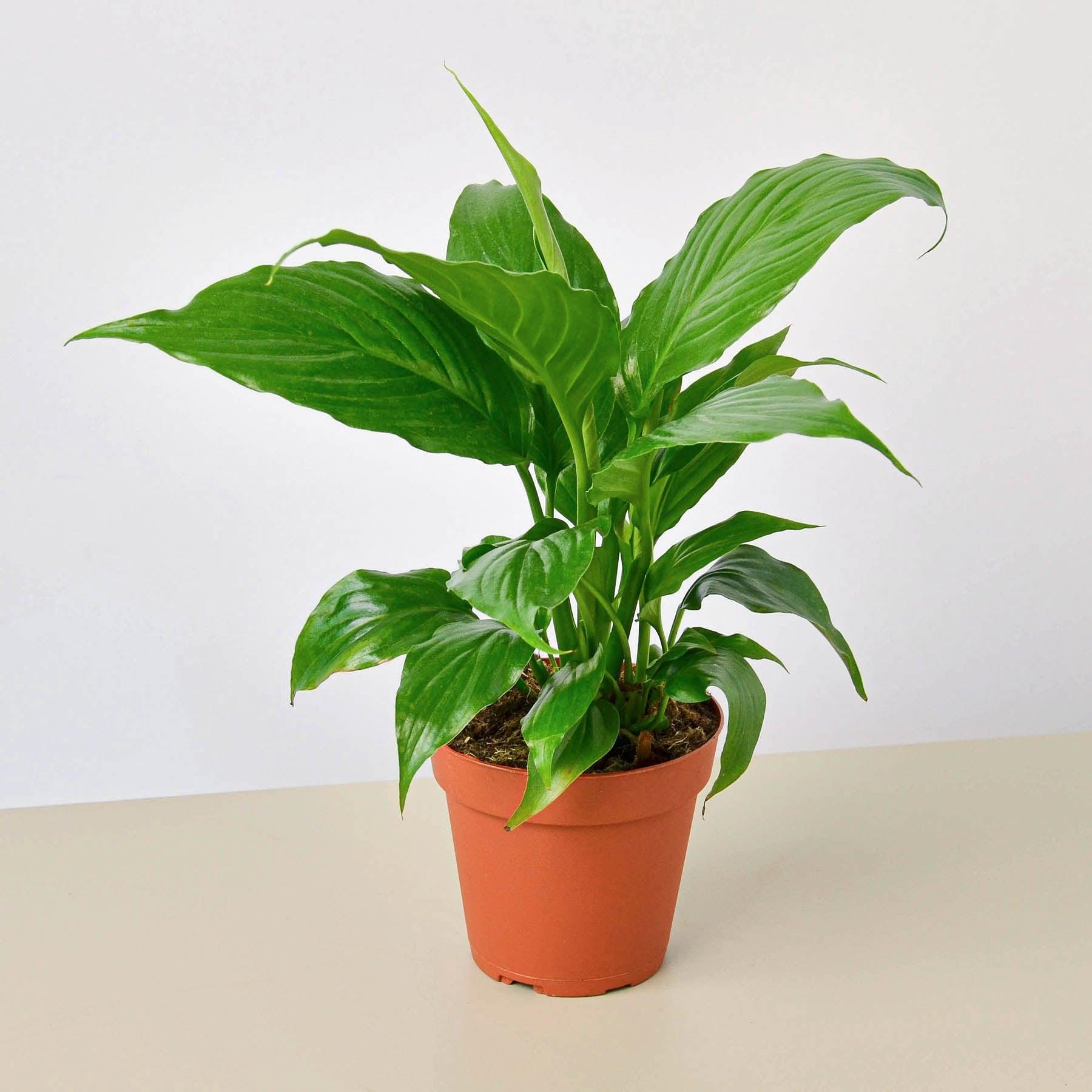 Spathiphyllum 'Peace Lily' – Casey & Company