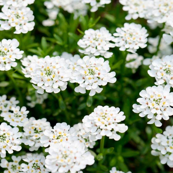 Iberis Sempervirens Purity